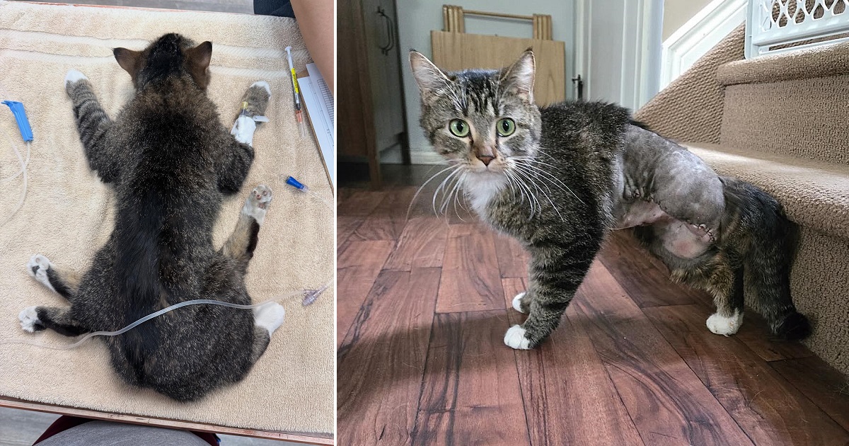 Tabby Cat Bitsy Discovered With 2 Extra Legs; Rescuers Pave a Way For ...