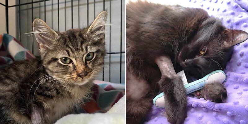 What and Why You Should Know About Your Cats Blood Type - Cole & Marmalade