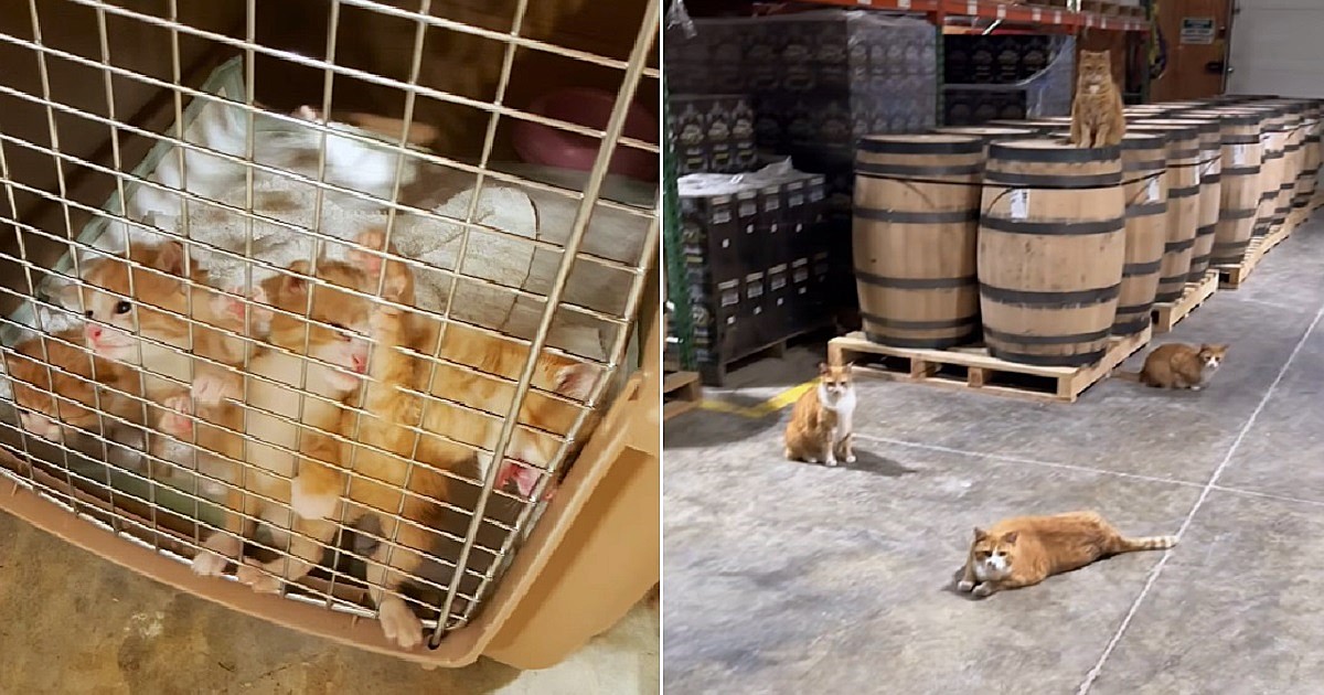 Girls Run this World! Women Owned Distillery Home to Four Female Ginger ...