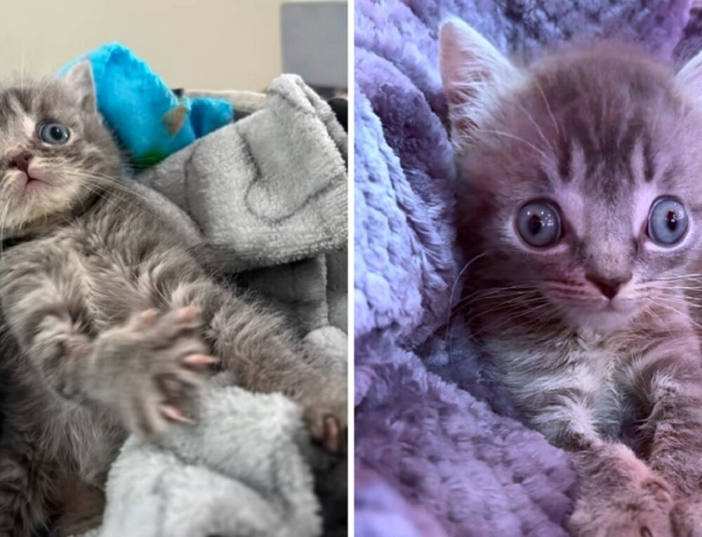 Does Your Cat Sploot? Here's Why Your Feline Likes Sitting Like A Frog ...