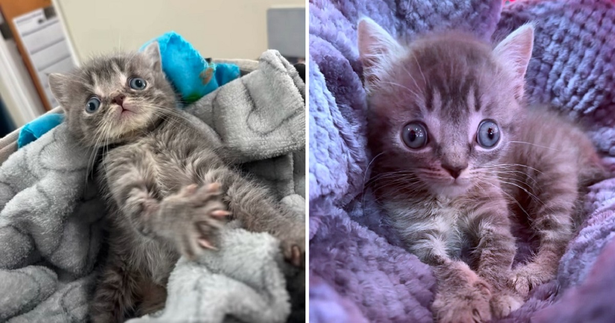 Mindboggling Cute Kitten Named Fizz is Healing After Brain Surgery ...