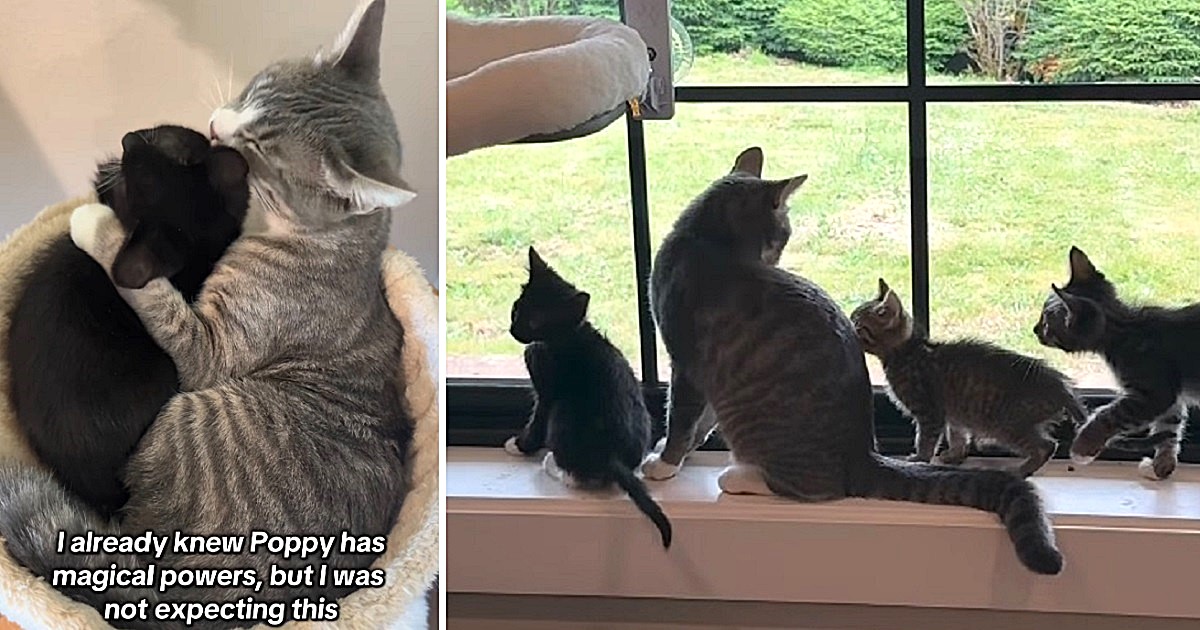 Foster Kittens Trade Hisses for Love From Resident Heartwarming Cat ...