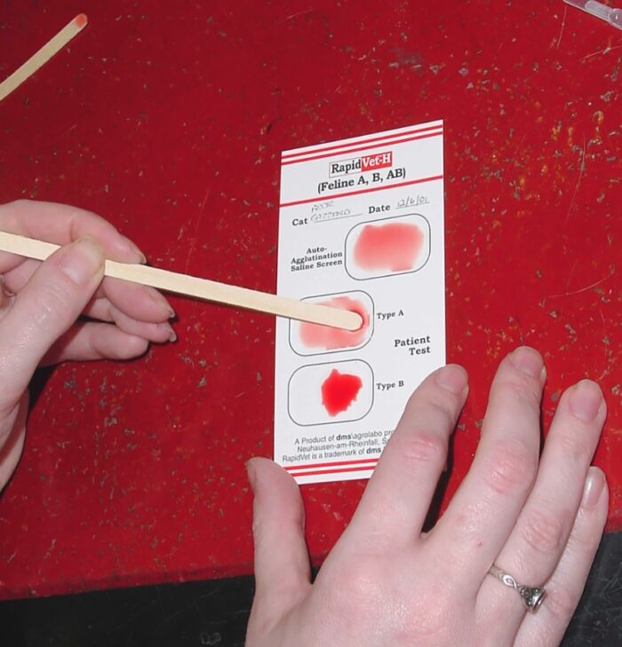 What and Why You Should Know About Your Cats Blood Type - Cole & Marmalade