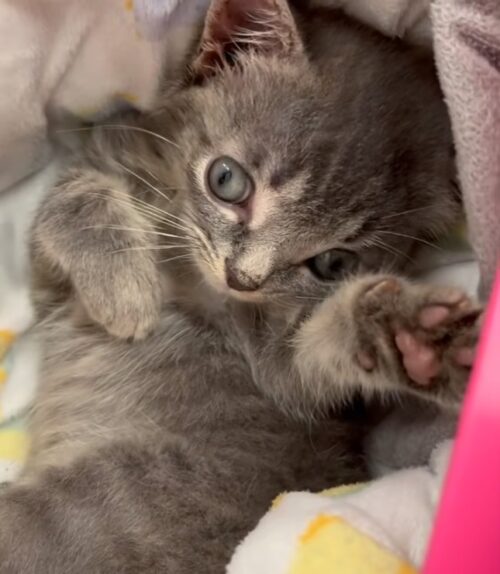 Mindboggling Cute Kitten Named Fizz is Healing After Brain Surgery ...
