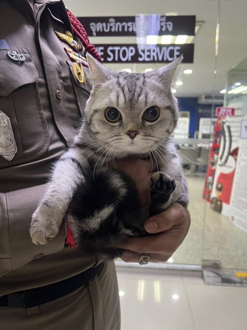 Cat Arrested in Bangkok; PURRpretator Remains Defiant in Custody ...