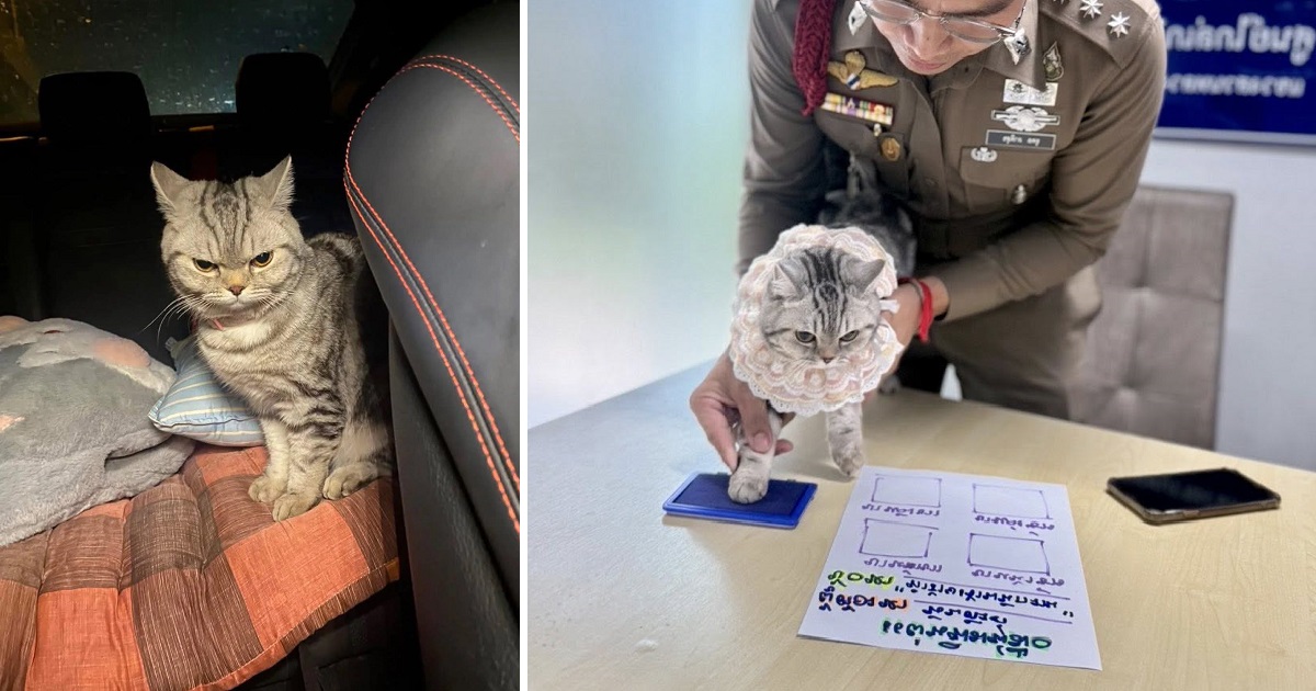 Cat Arrested in Bangkok; PURRpretator Remains Defiant in Custody ...