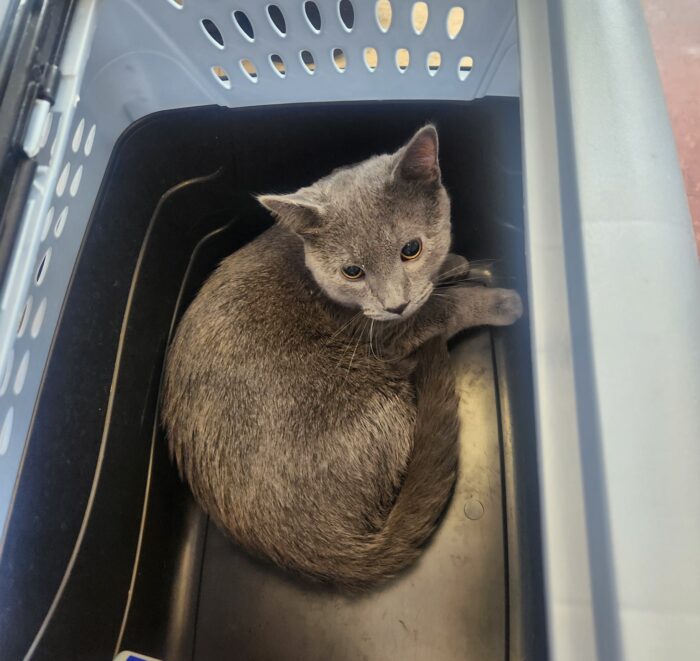 Blind Bonded Cat Brothers Matt and Murdock Adopted Together - By Man ...