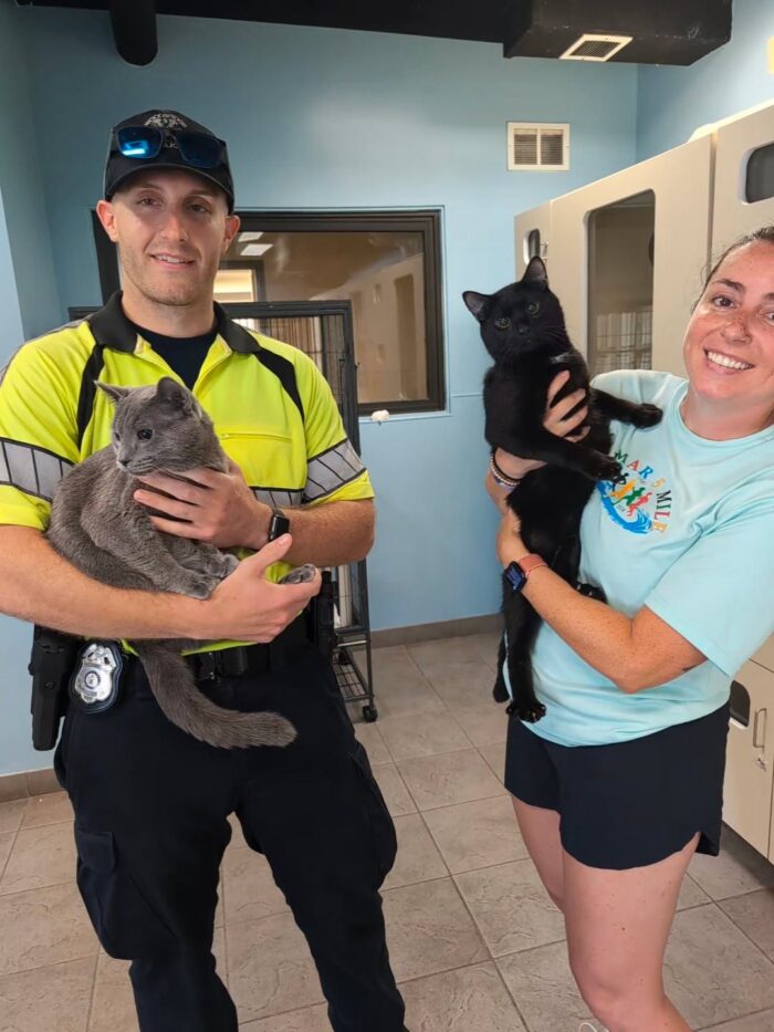 Blind Bonded Cat Brothers Matt and Murdock Adopted Together - By Man ...