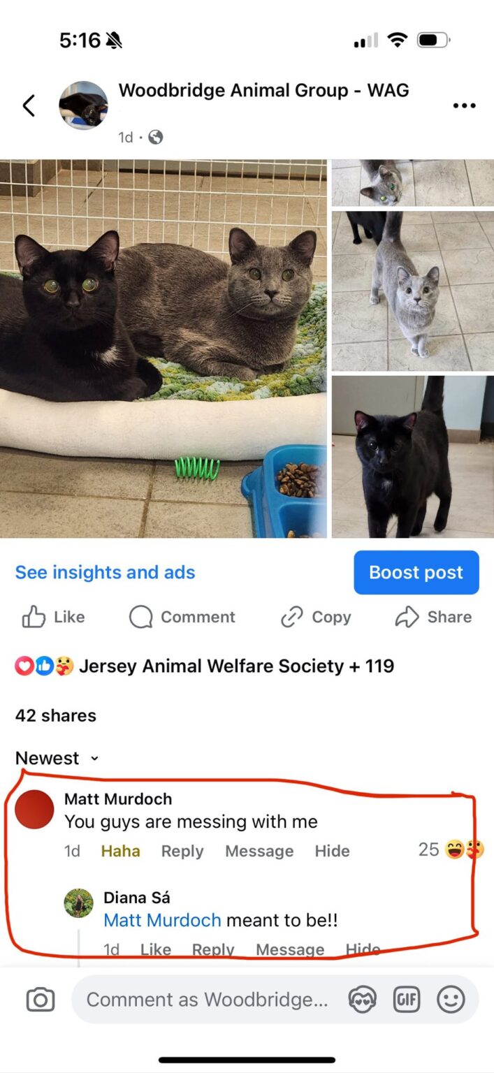 Blind Bonded Cat Brothers Matt and Murdock Adopted Together - By Man ...
