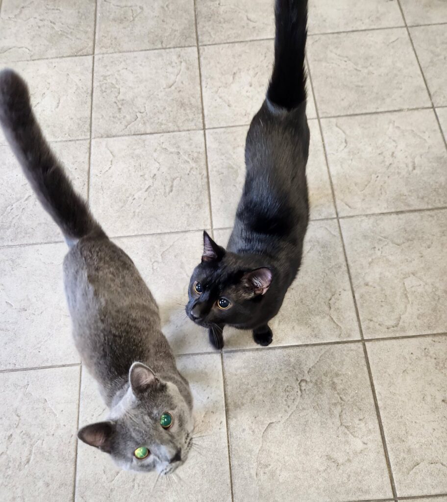 Blind Bonded Cat Brothers Matt and Murdock Adopted Together - By Man ...