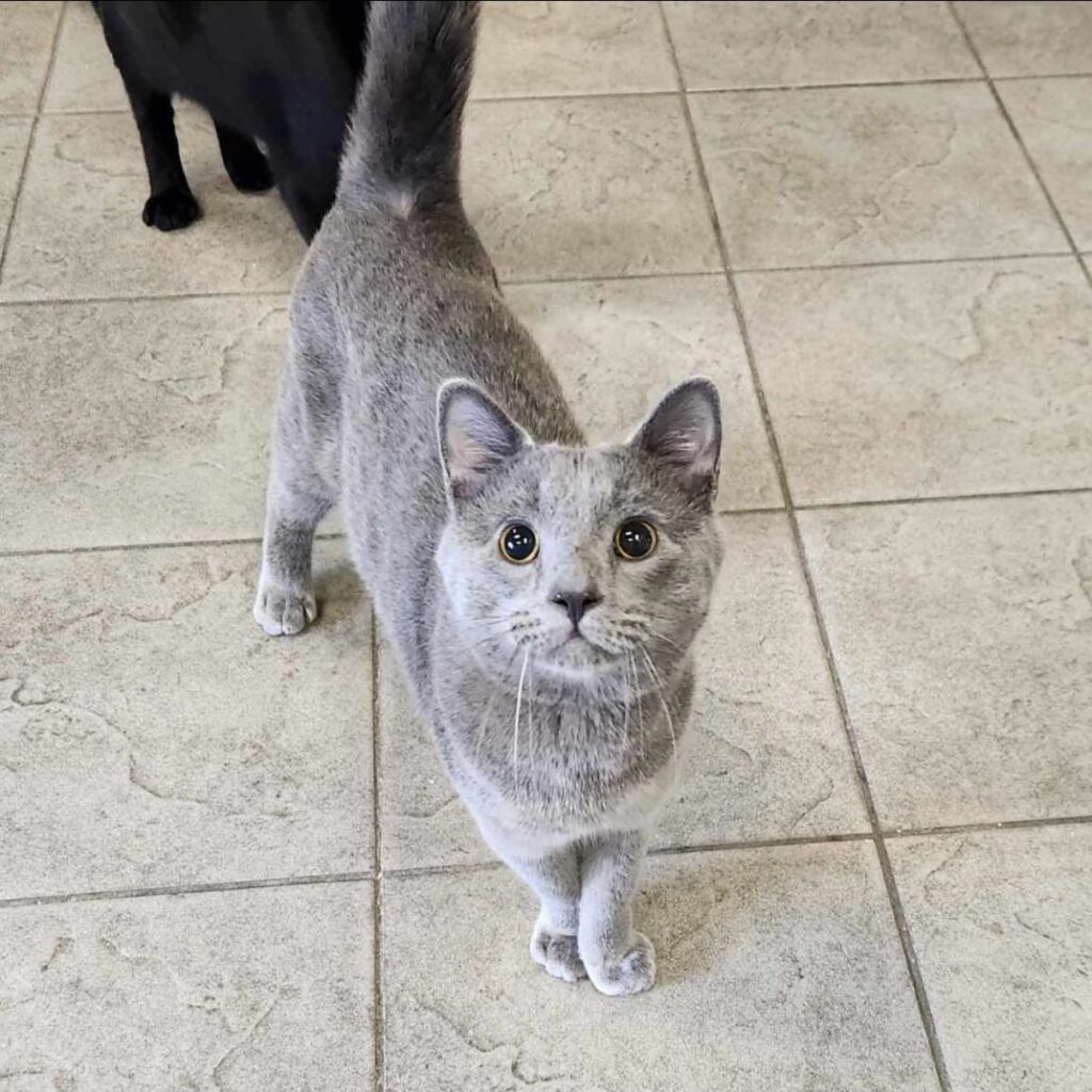 Blind Bonded Cat Brothers Matt and Murdock Adopted Together - By Man ...