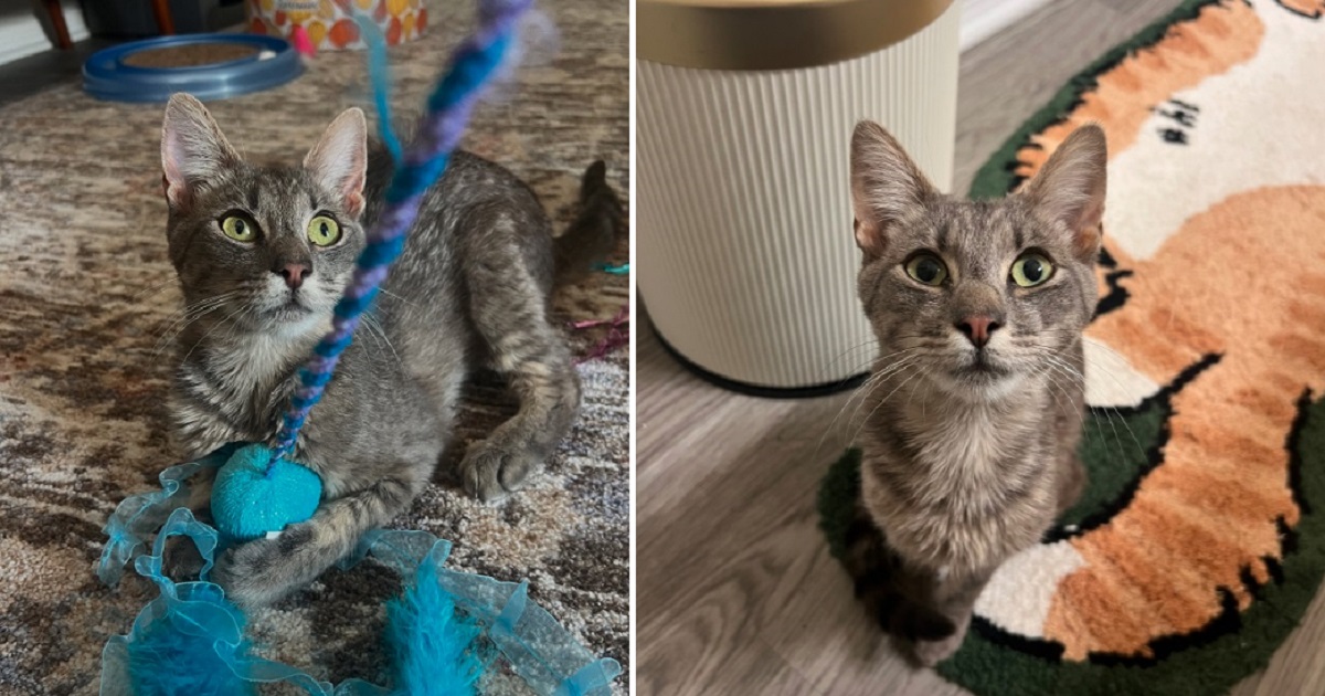 Deaf Cat Named Pistachio Chooses Couple Walking Their Cats to Rescue ...