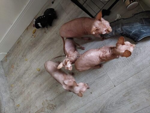 From Abandoned to Adored, Seven Sphynx Cats Rescued From Squalor - Cole ...