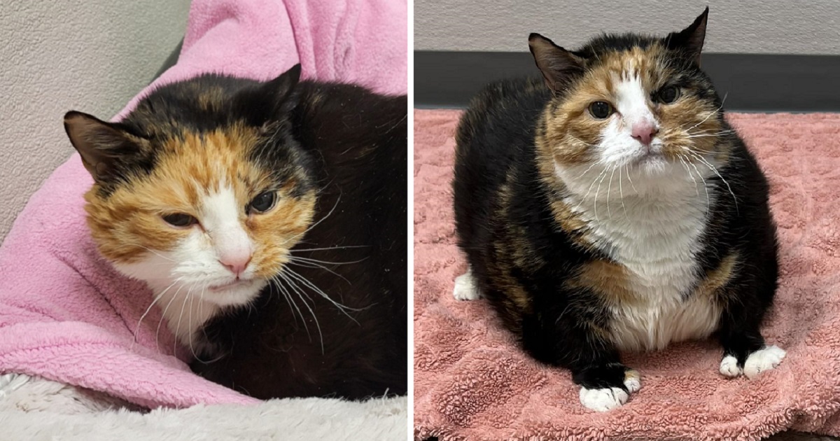 Thirteen Year Old Cat Named Spoona Needs a Home With a Special Soul ...