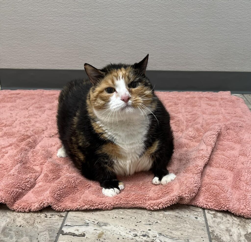 Thirteen Year Old Cat Named Spoona Needs a Home With a Special Soul 'Soona' Rather than Later ...