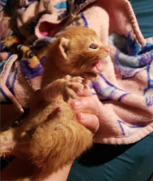 Fate Tests Cat Rescuer After She Takes a Bottle Baby Class: By Bringing ...