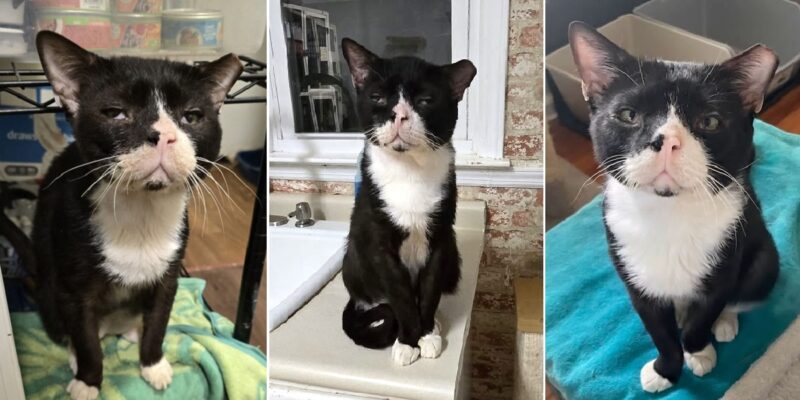 Maxwell Archives - Cole & Marmalade