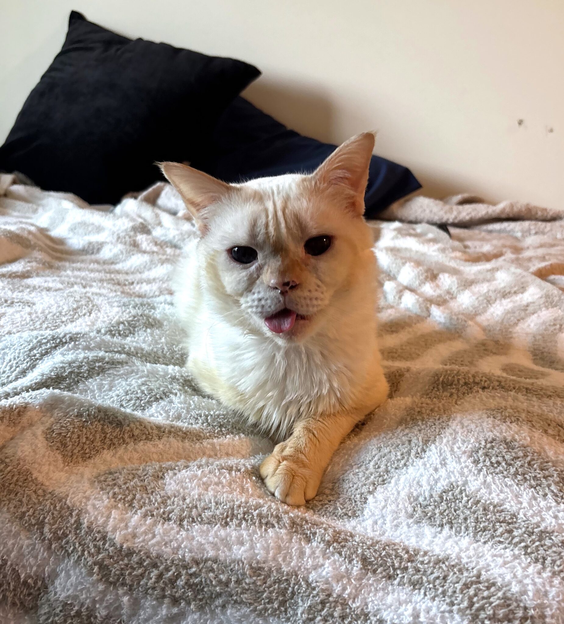 She Went to Adopt a Kitten and Came Home With a 14-Year-Old Toothless ...