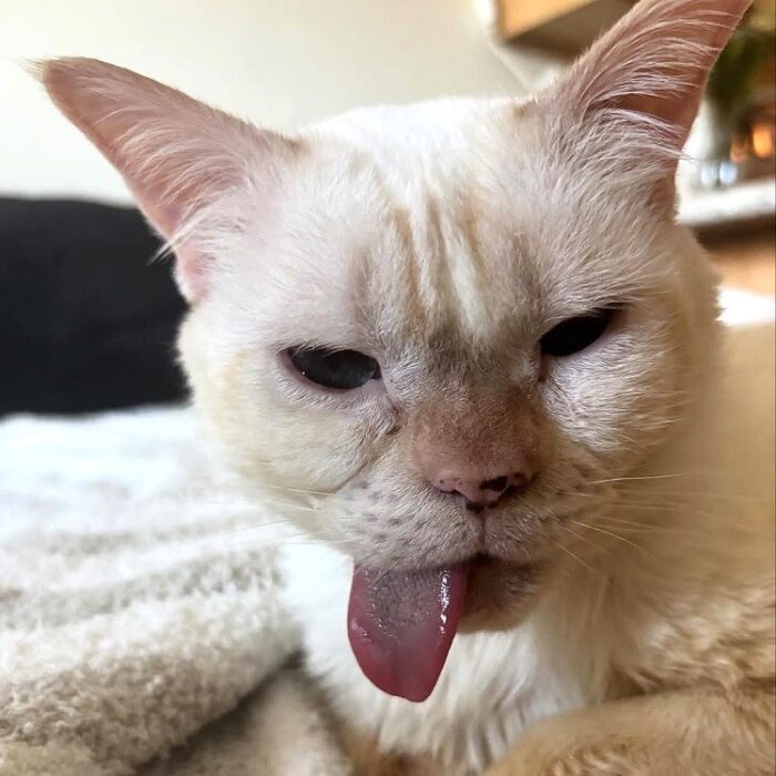 She Went to Adopt a Kitten and Came Home With a 14-Year-Old Toothless ...