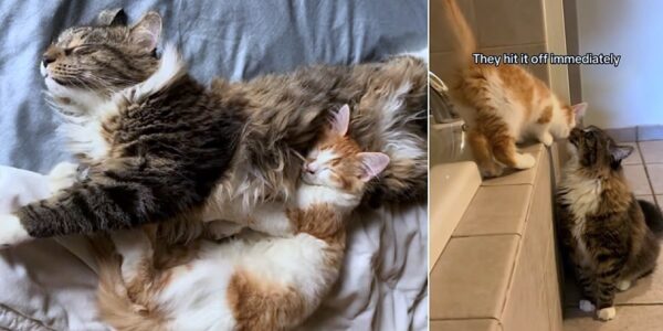 Stray Cat 'Menace' Meets His Match In Tiny Kitten 'Dakota' and They ...