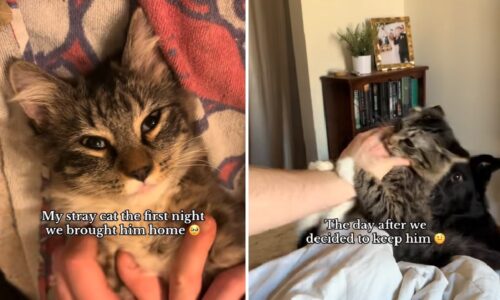 Stray Cat 'Menace' Meets His Match In Tiny Kitten 'Dakota' and They ...