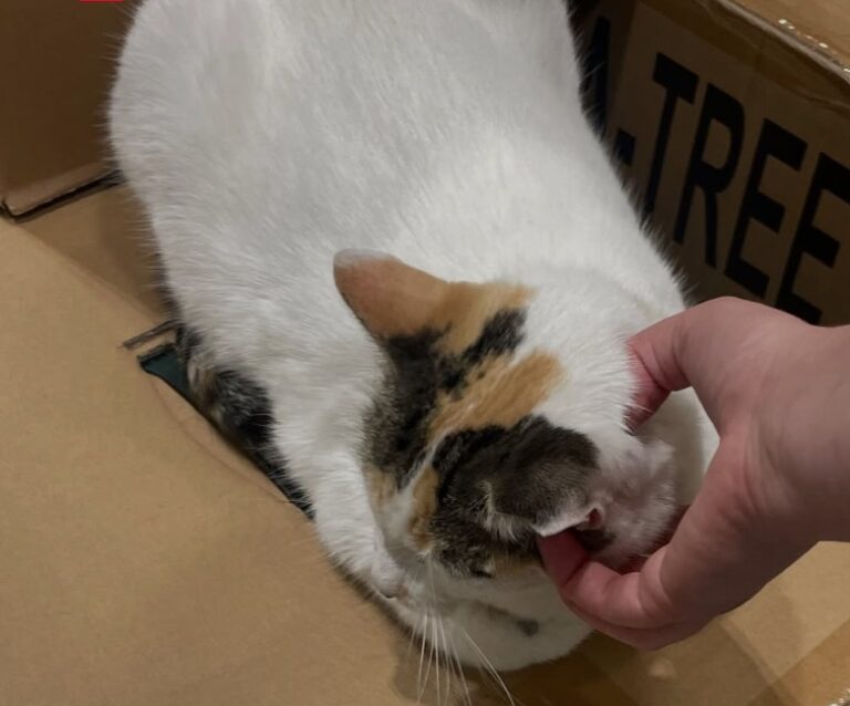 Celebrating Francine the Lowe's Cat Finally Returning to Store After ...