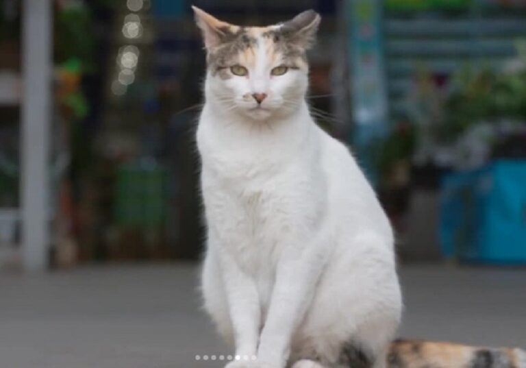 Celebrating Francine the Lowe's Cat Finally Returning to Store After ...