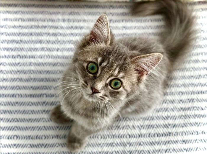 Man Discovers Kitten on Shoulder of Highway and Picks Up the Mini ...