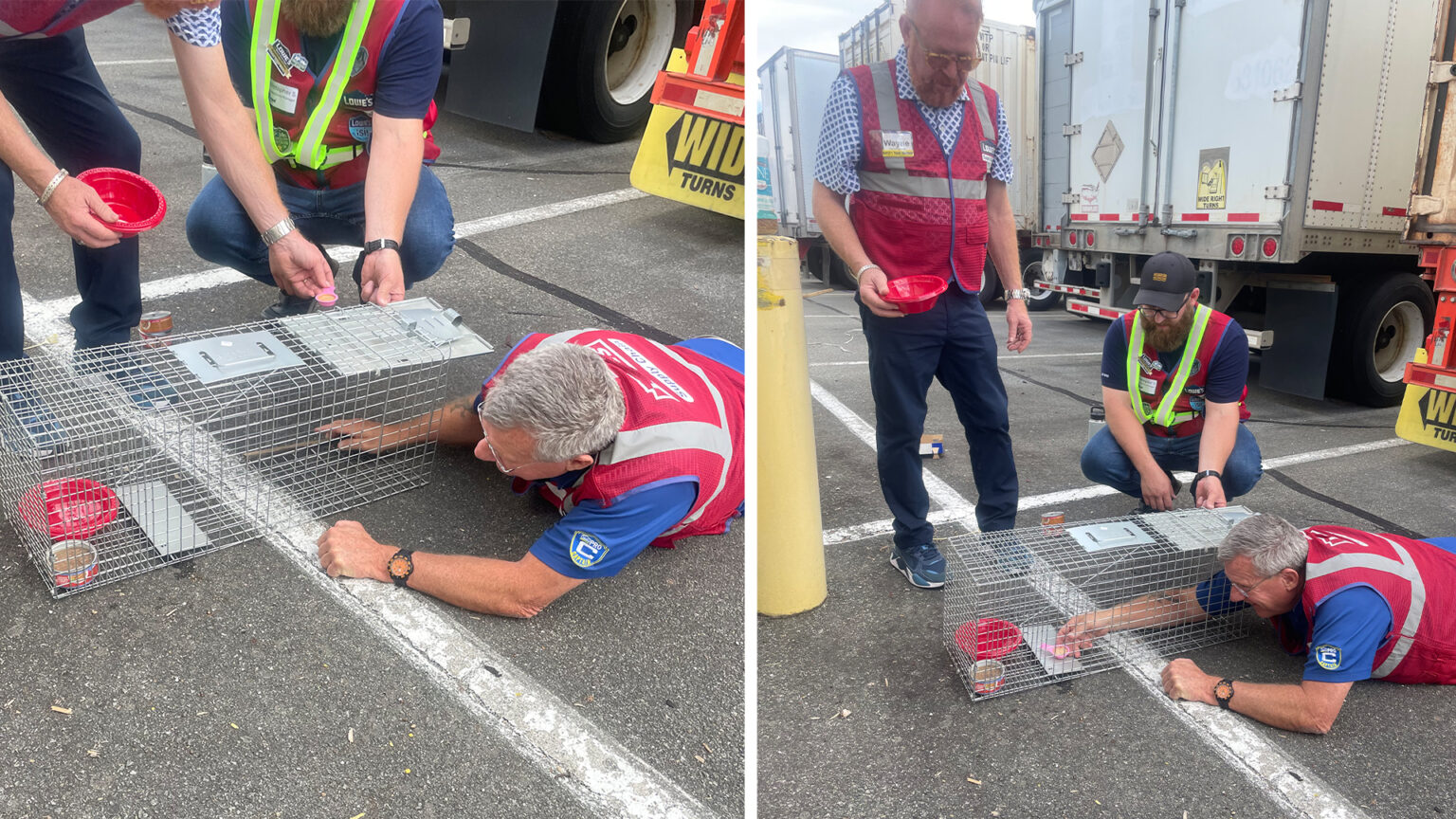 Celebrating Francine the Lowe's Cat Finally Returning to Store After ...