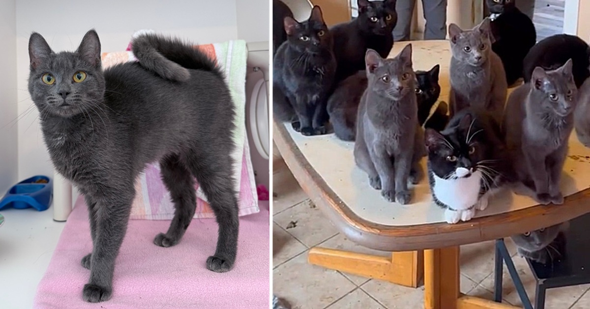 Woman Found Murdered in Rhode Island Left Behind 50 Cats; Now Rescued ...