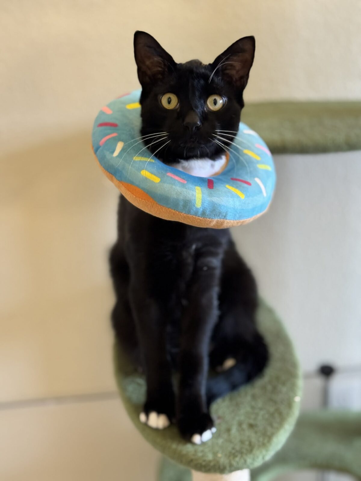 Sweet Cat Benny Diagnosed With Ehlers-Danlos Syndrome Saved From ...