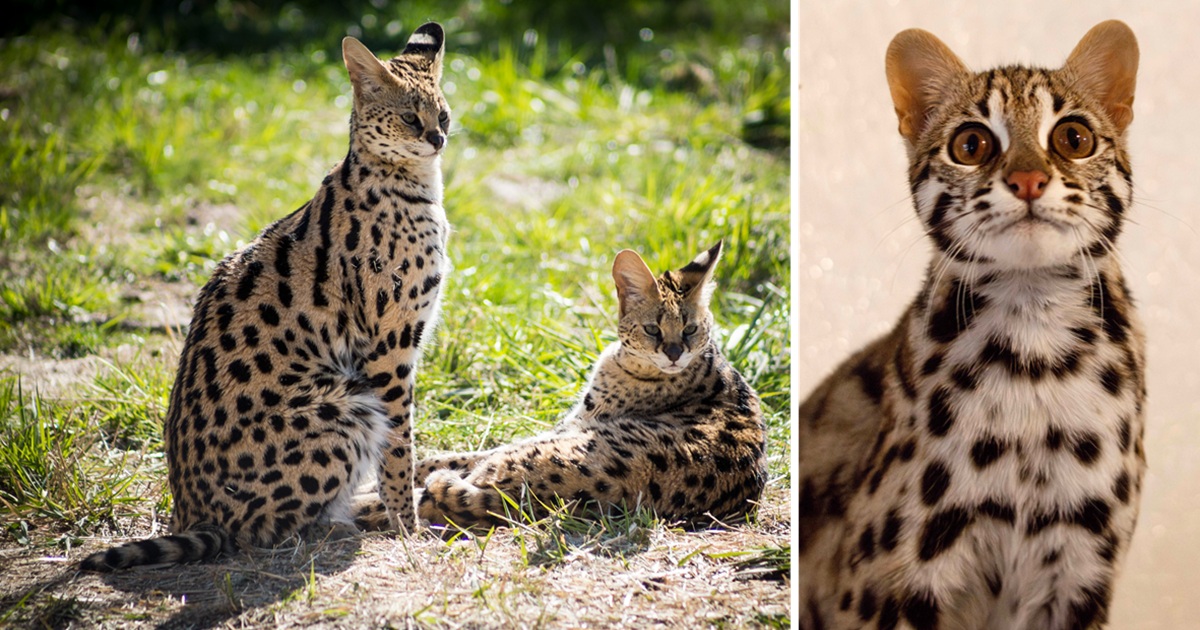 Asian Leopard Cats Find Safe Home and New Friends at The Wildcat ...