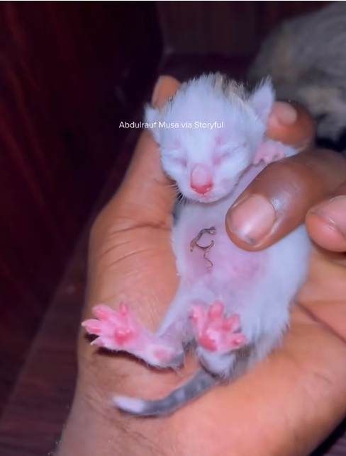 Another Rare Two Faced "Janus" Kitten Born - Cole & Marmalade