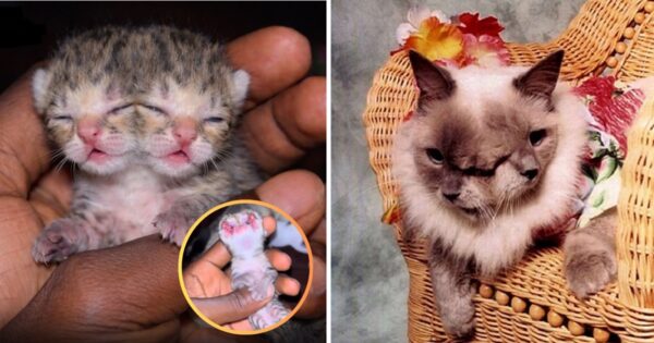 Another Rare Two Faced "Janus" Kitten Born - Cole & Marmalade