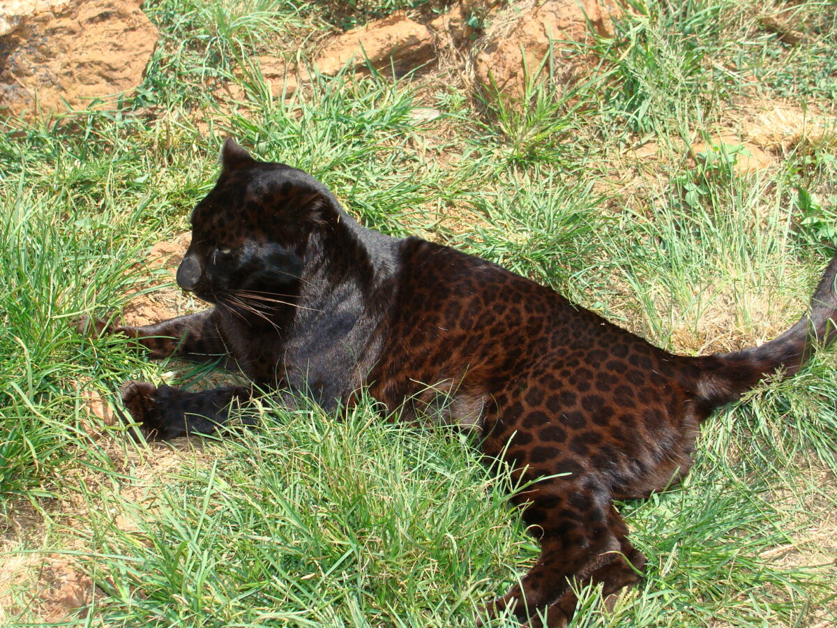 Rare Melanistic Kodkod Spotted - Cole & Marmalade