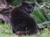 Rare Melanistic Kodkod Spotted - Cole & Marmalade
