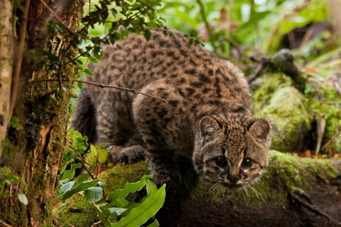 Rare Melanistic Kodkod Spotted - Cole & Marmalade
