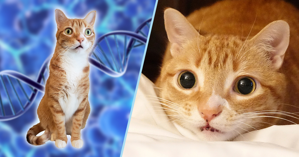 Biologically Speaking, Cats Are the Perfect Creatures - Cole & Marmalade