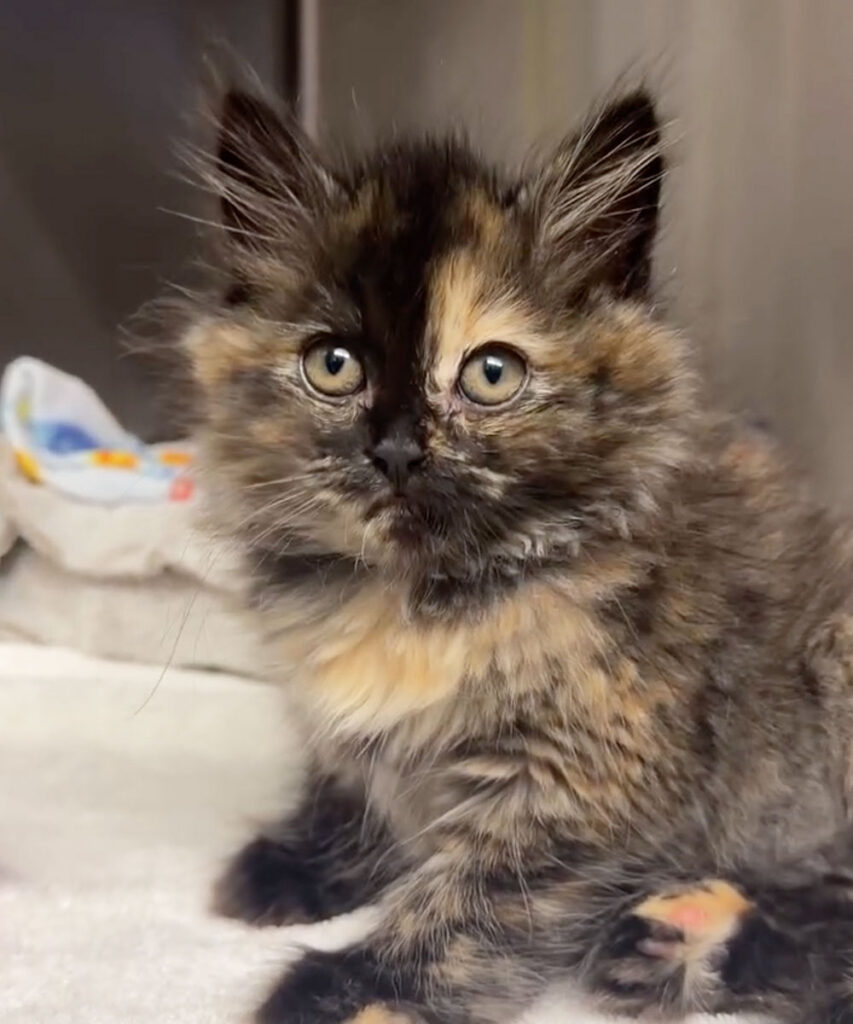 Vet Shocked By Tortie Kitten Who's Puffed Up Like a Balloon! - Cole ...
